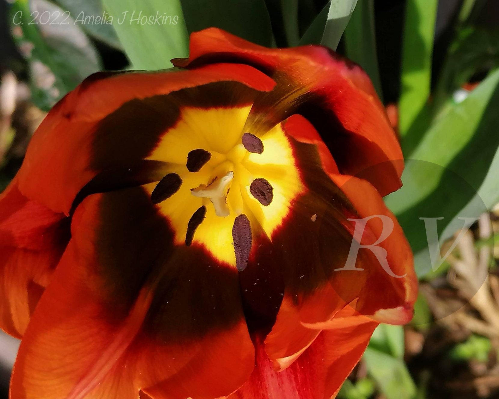 Tulips Petal Shapes – RESONANT VISIONS